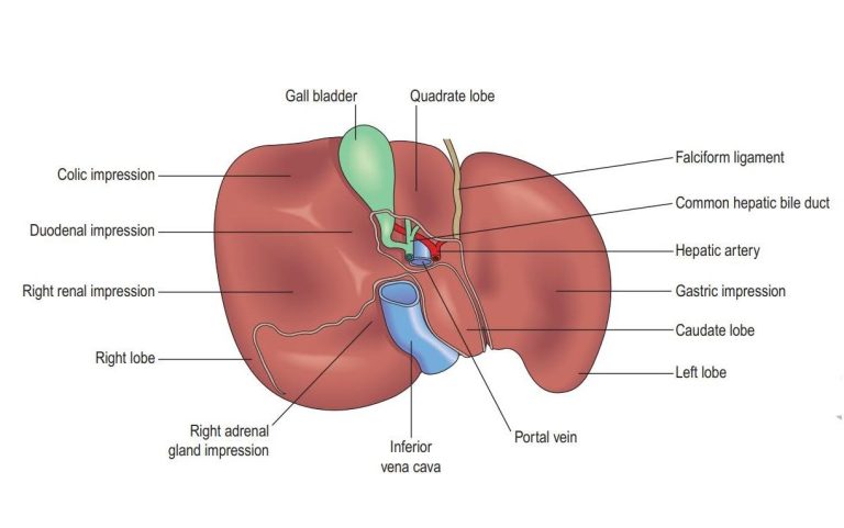 Liver Function Test: Everything you need to know about Liver Health ...