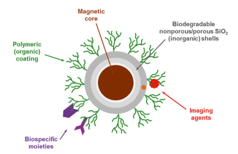 How does magnetic bead DNA extraction work? » Clinical Laboratory Science
