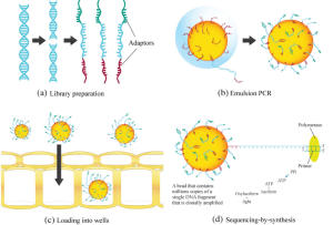 Methods of DNA sequencing » Clinical Laboratory Science