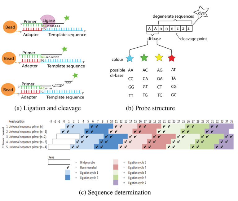 Methods of DNA sequencing » Clinical Laboratory Science